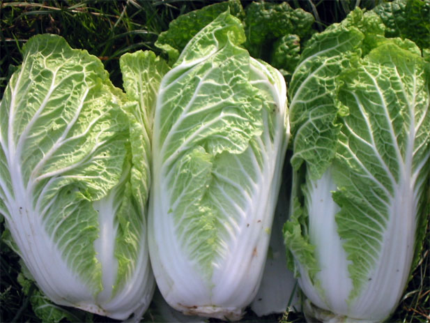 Cabbage Chinese Michihli – Weston seed