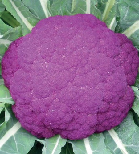 Cauliflower Sicilian Violet – Weston seed