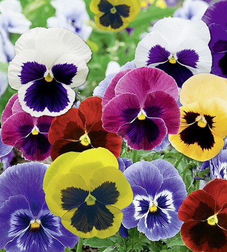 Pansy Giant Mix Flower – Weston seed