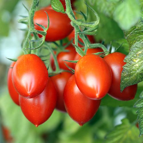 Tomato Plum Sel. Fiaschetto – Weston seed