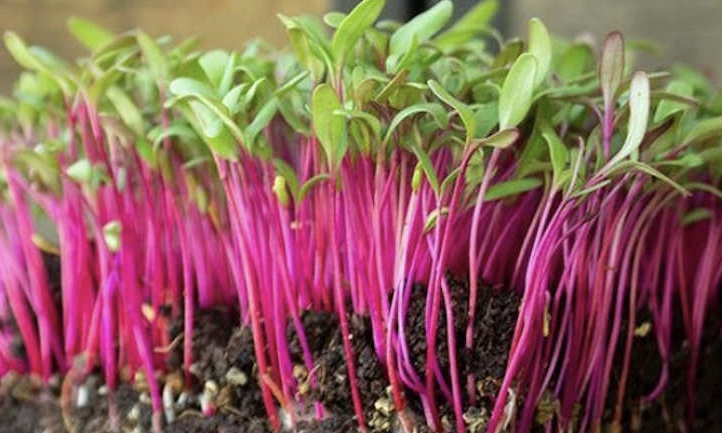 Red Beet ORGANIC Sprouting Seeds – Weston seed